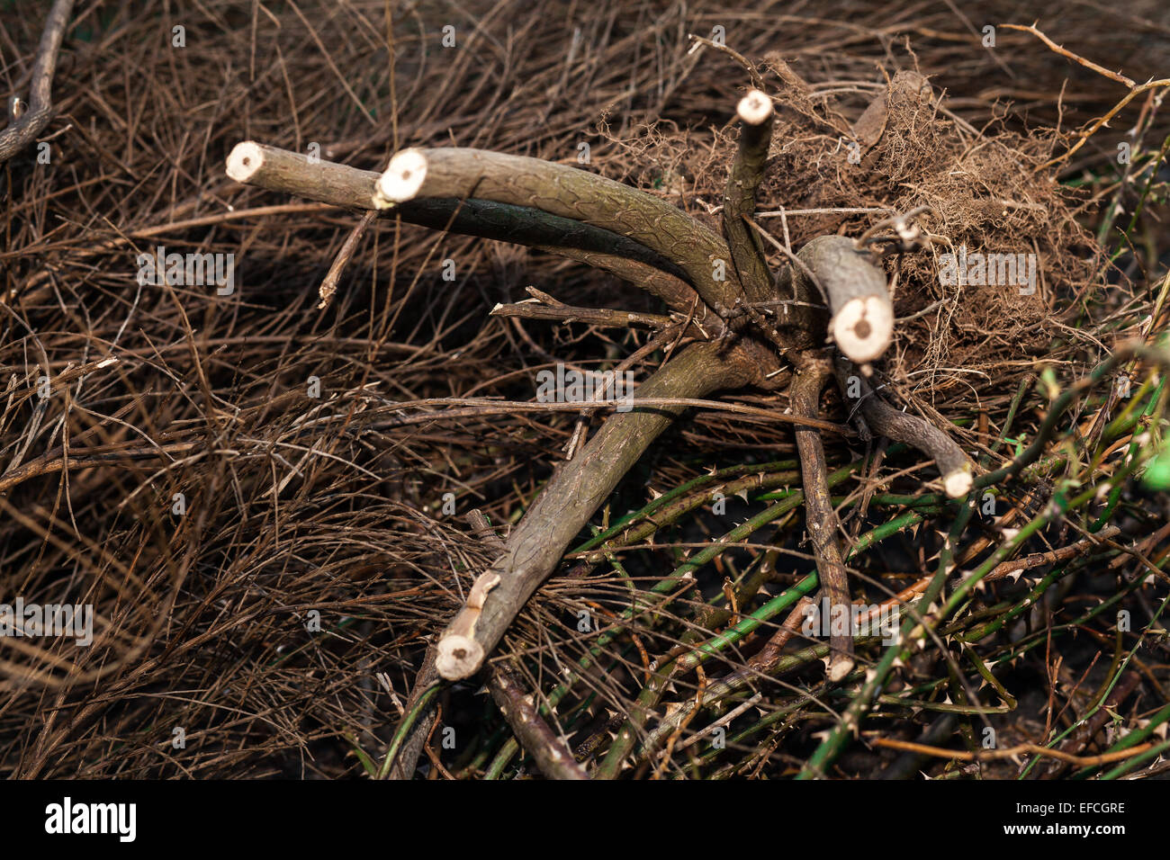 The roots of the old bushes Stock Photo - Alamy