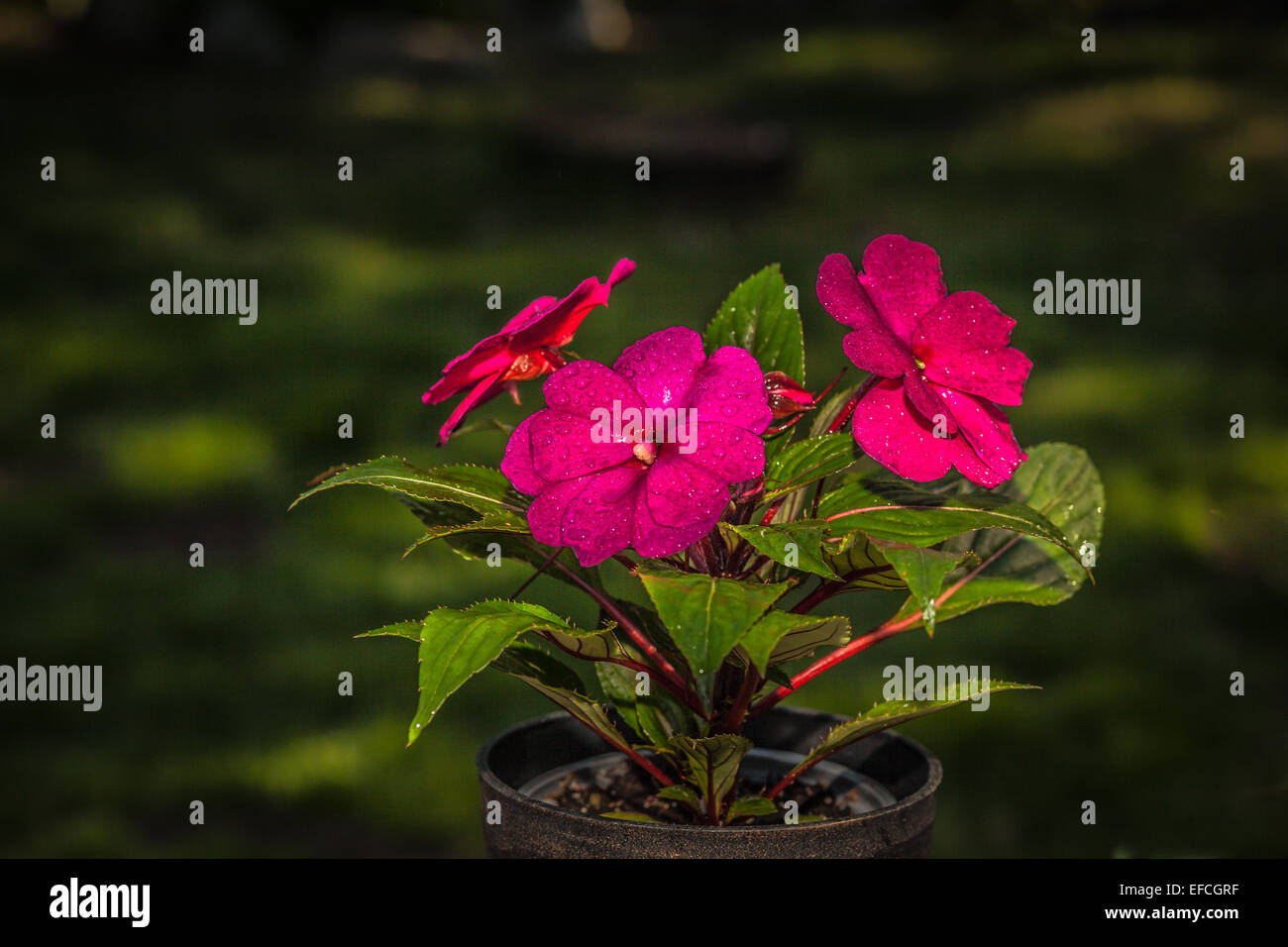 Impatiens flowers hi-res stock photography and images - Alamy