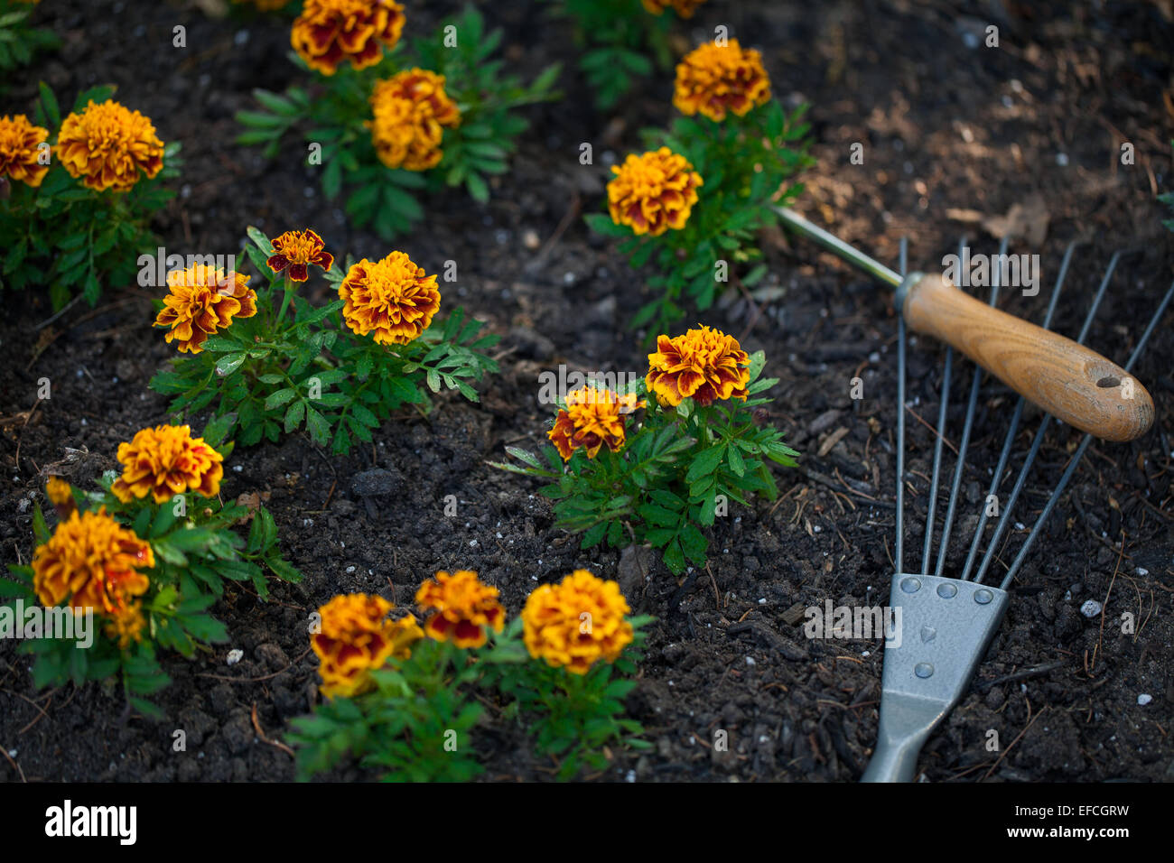 Marigold flowers in garden Stock Photo - Alamy