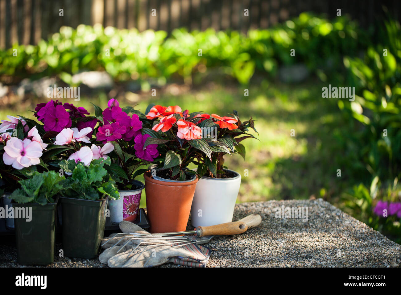 A group of potted flowers ready for planting Stock Photo - Alamy