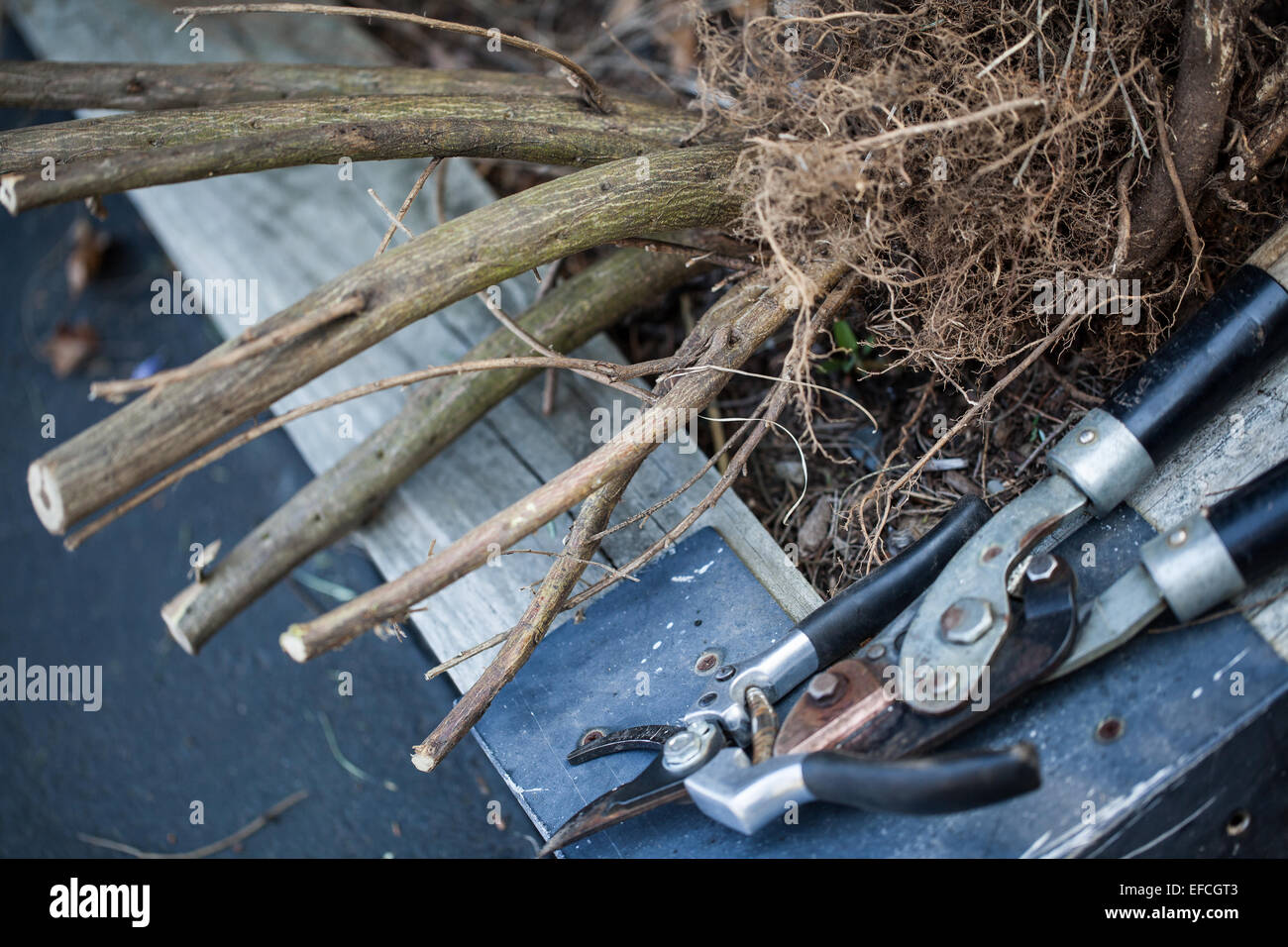 The roots of the old bushes Stock Photo - Alamy