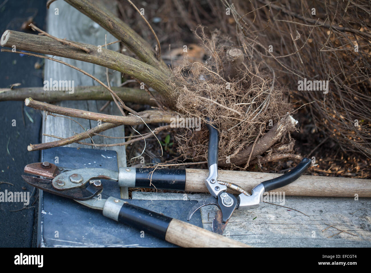 The roots of the old bushes Stock Photo - Alamy
