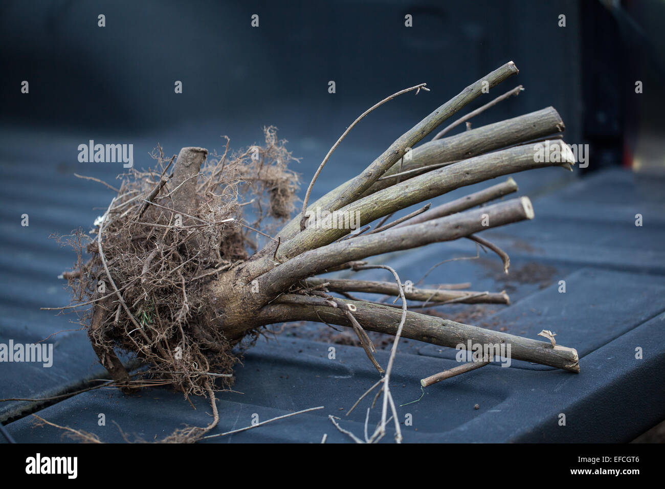 The roots of the old bushes Stock Photo - Alamy