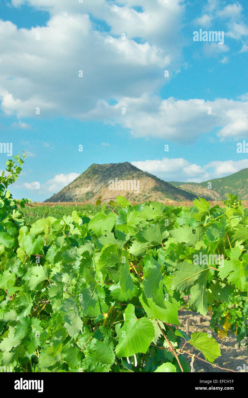 Vineyard in the valley hear the hills (portrait orientation Stock Photo ...