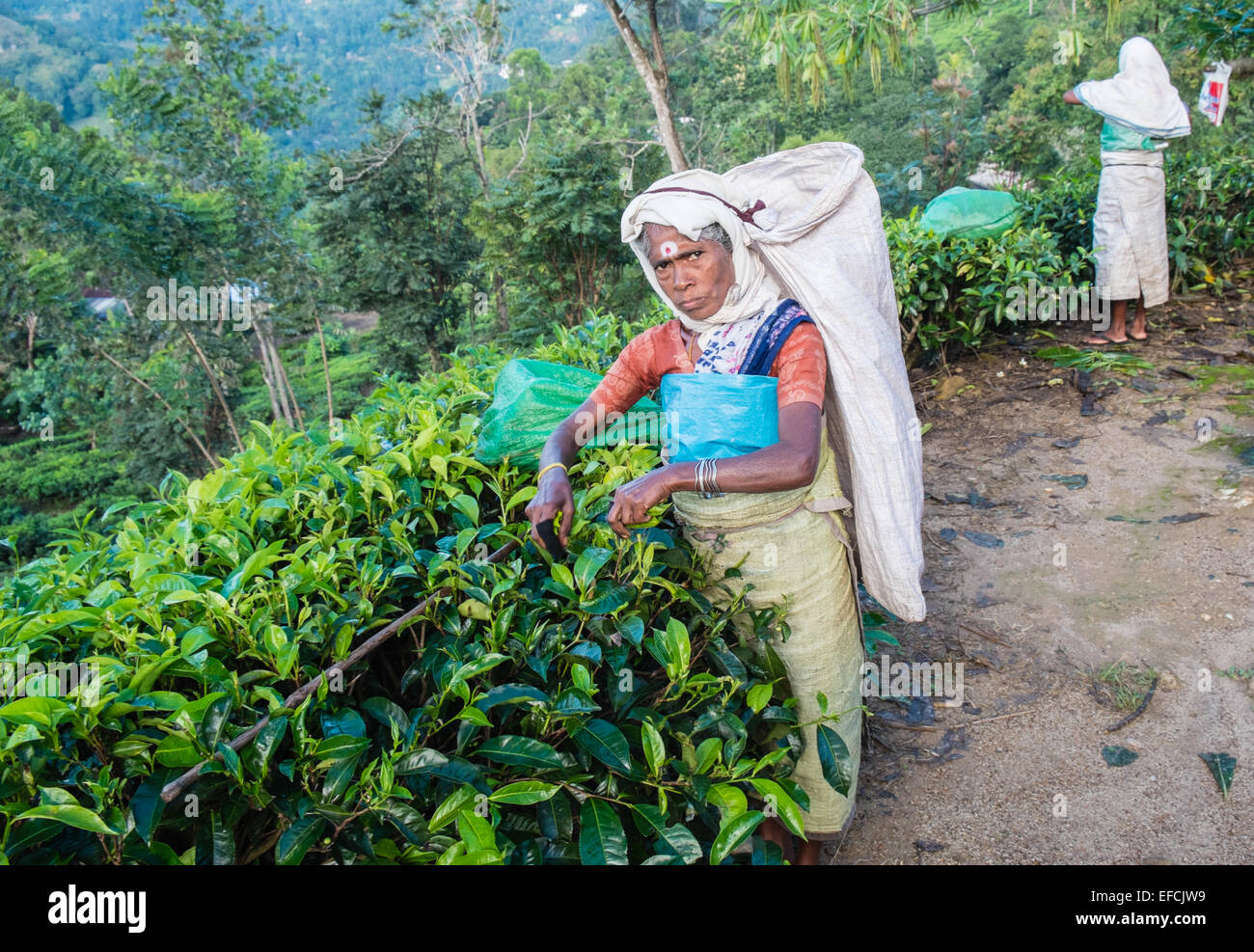 Tea pickers workers picking tea leaves at tea estate plantation at Ella ...