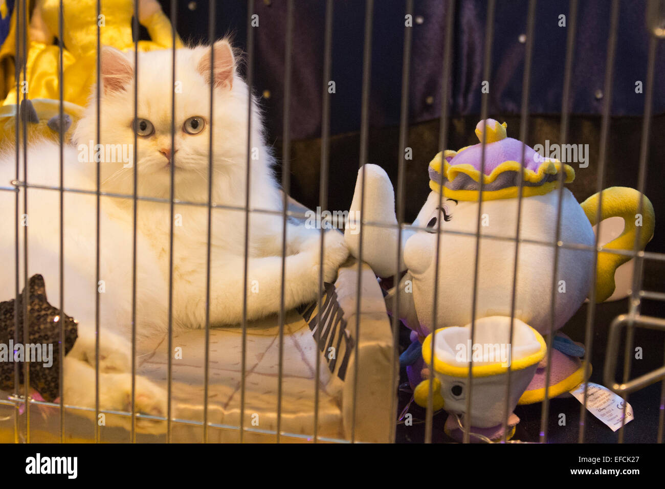 Fairy In A Cage