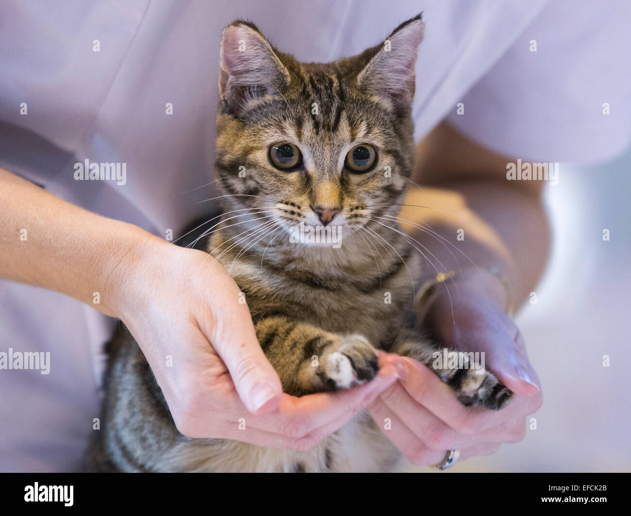 Judging process hi-res stock photography and images - Alamy