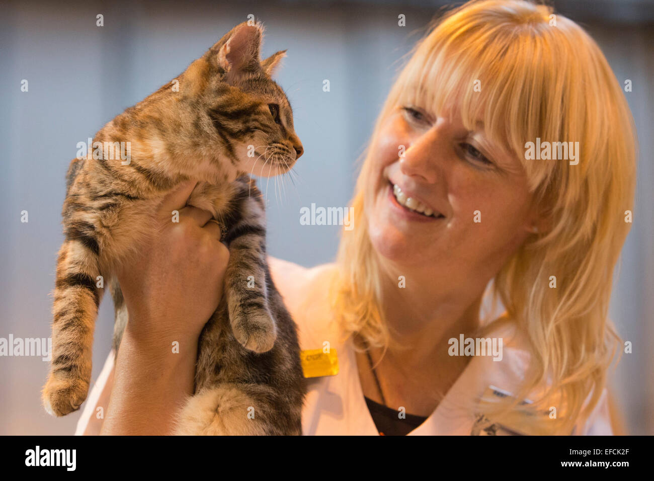 A judge holds up a tabby cat during the judging process. The 37th ...