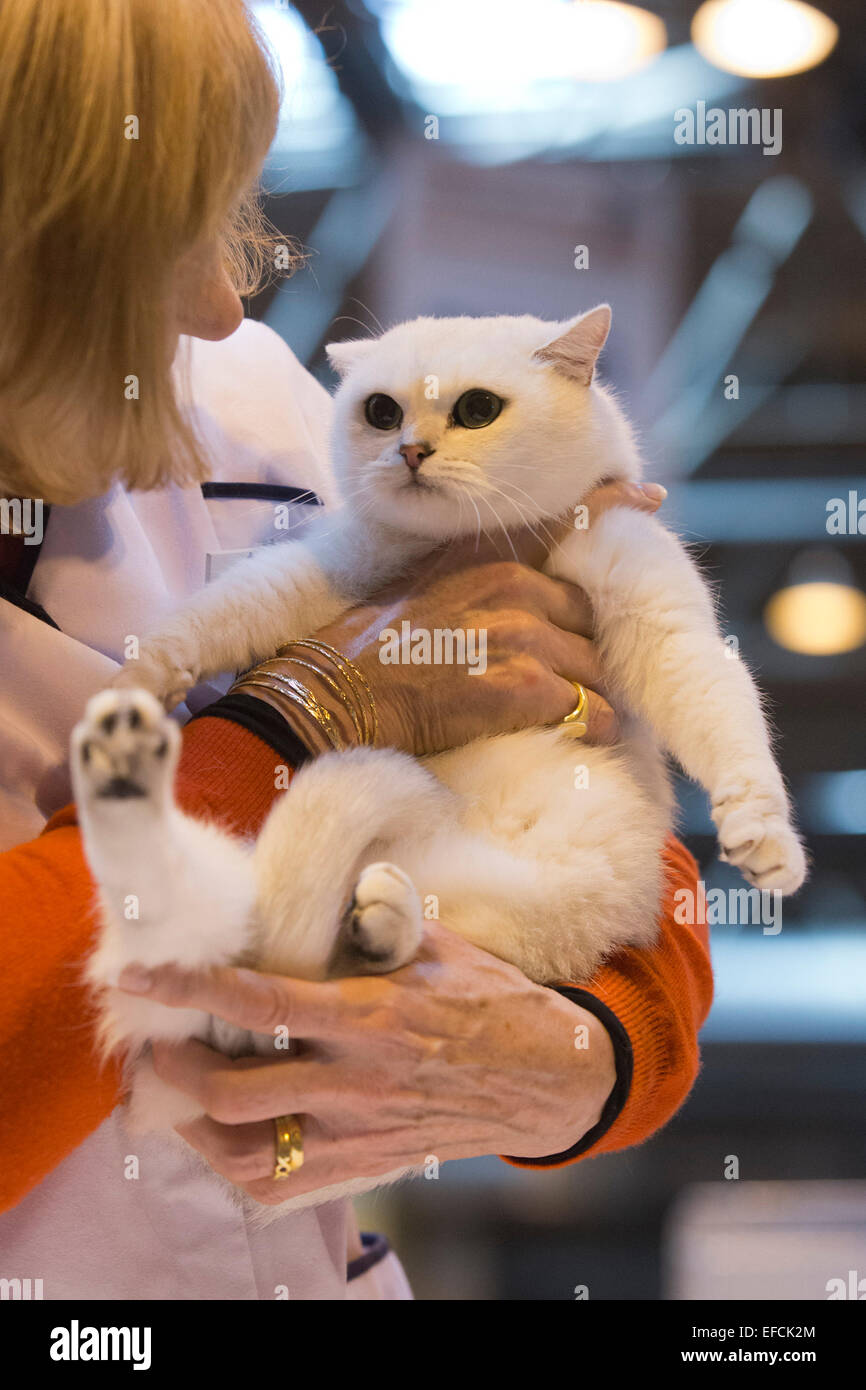 A judge examines a white British Shorthair Cat. The 37th Supreme Cat ...