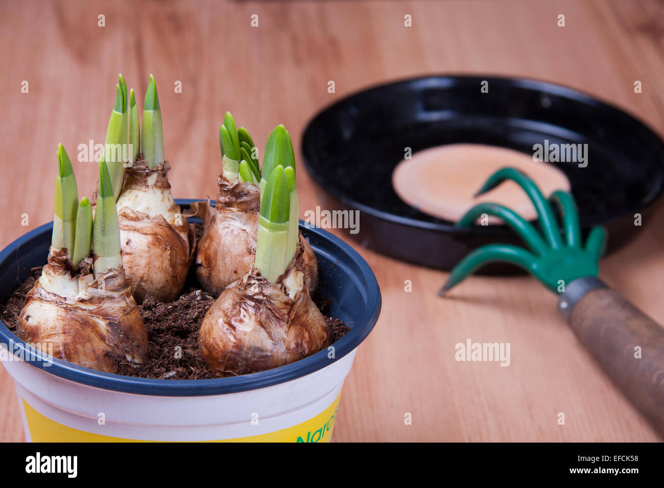 Sprouting flower bulbs in hi-res stock photography and images - Alamy