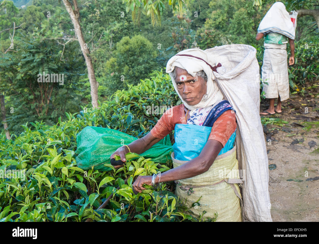 Tea pickers workers picking tea leaves at tea estate plantation at Ella ...