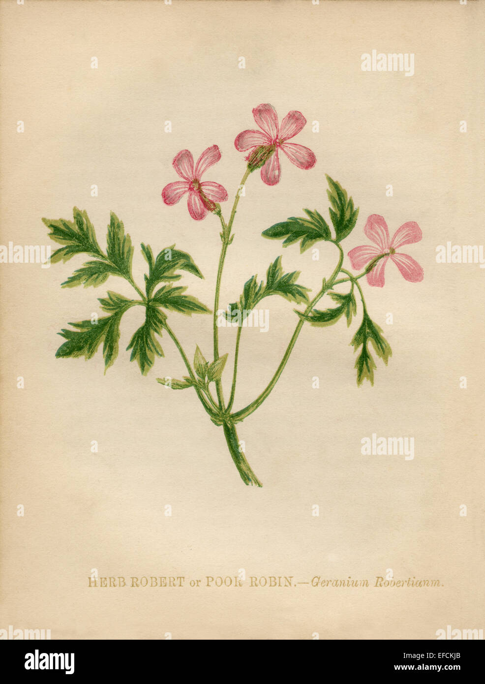 Herb Robert or Poor Robin (Geranium Robertianum)chromolithograph Artist ...