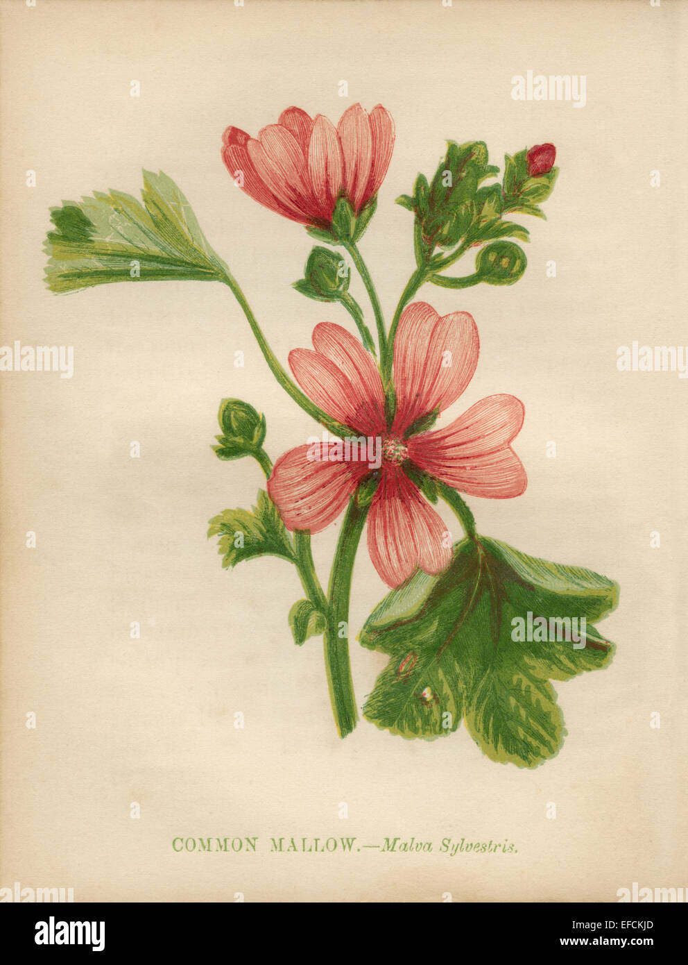 Common Mallow (Malva sylvestris) chromolithograph Artist: Anne Pratt ...