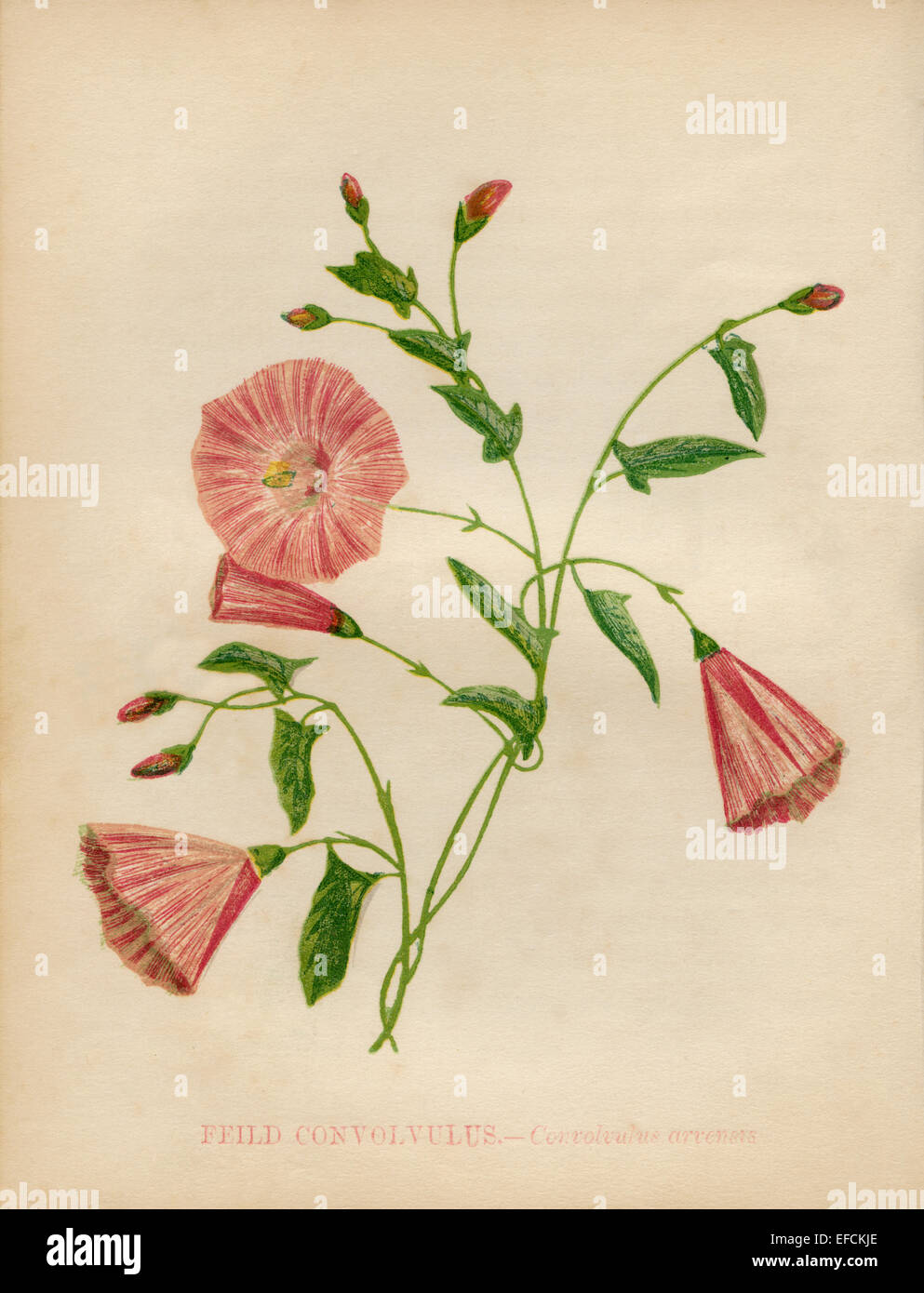 Field Convolvulus Available Framed Garden 1852 Original Antique Hand ...