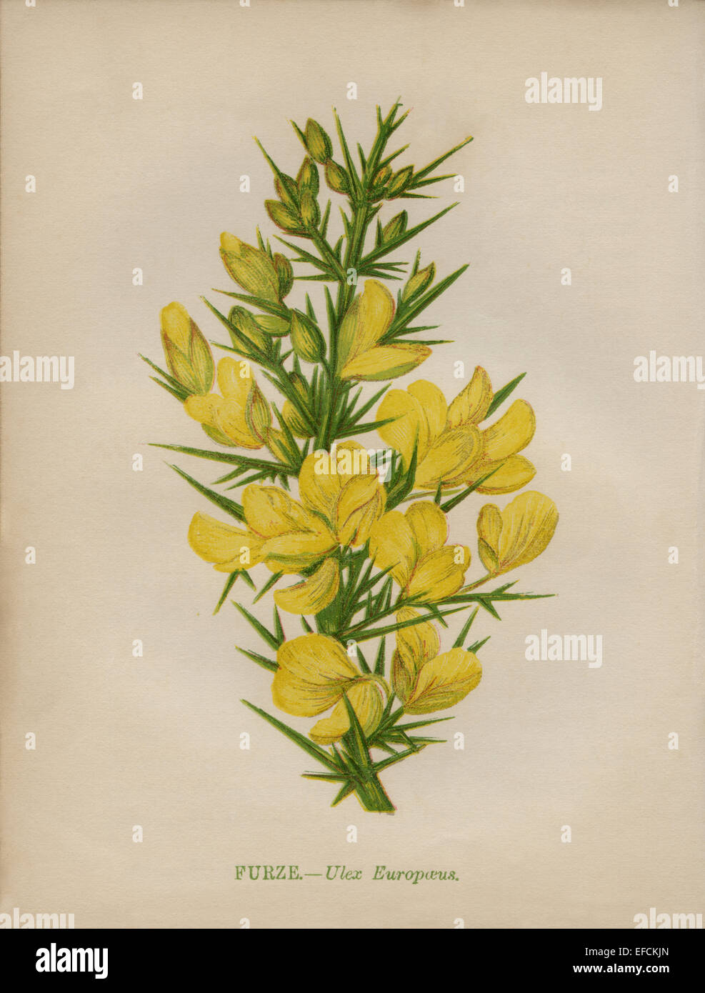 Common gorse art hi-res stock photography and images - Alamy