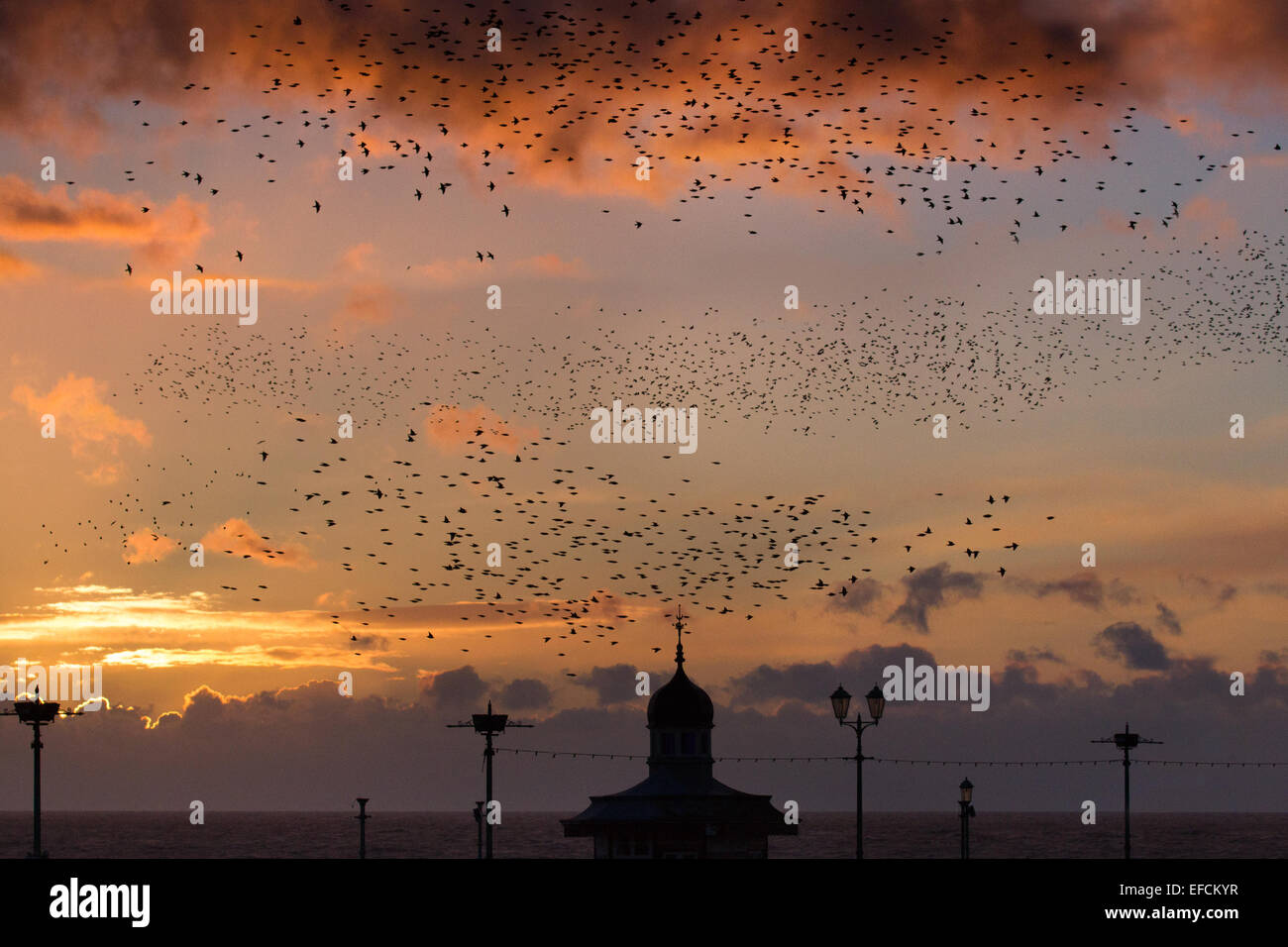 Birds in Flight, flying in the clouds flocks of Starlings at Blackpool ...