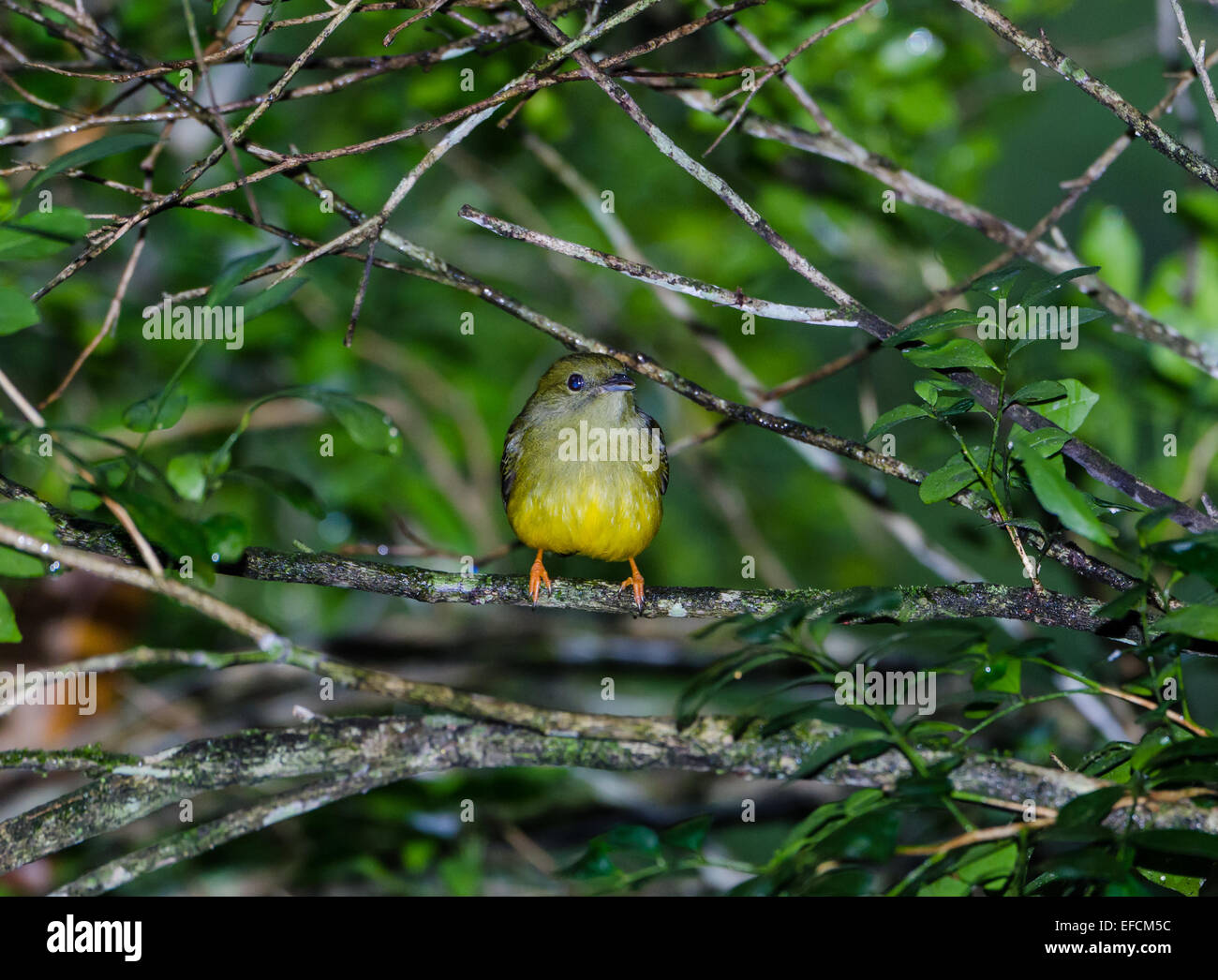 White collared bird hi-res stock photography and images - Alamy