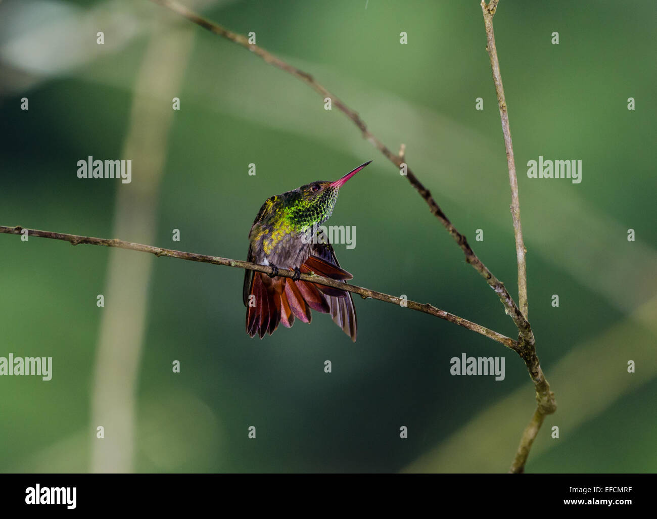 A Rufous-tailed Hummingbird (Amazilia tzacatl) spreading its feathers ...