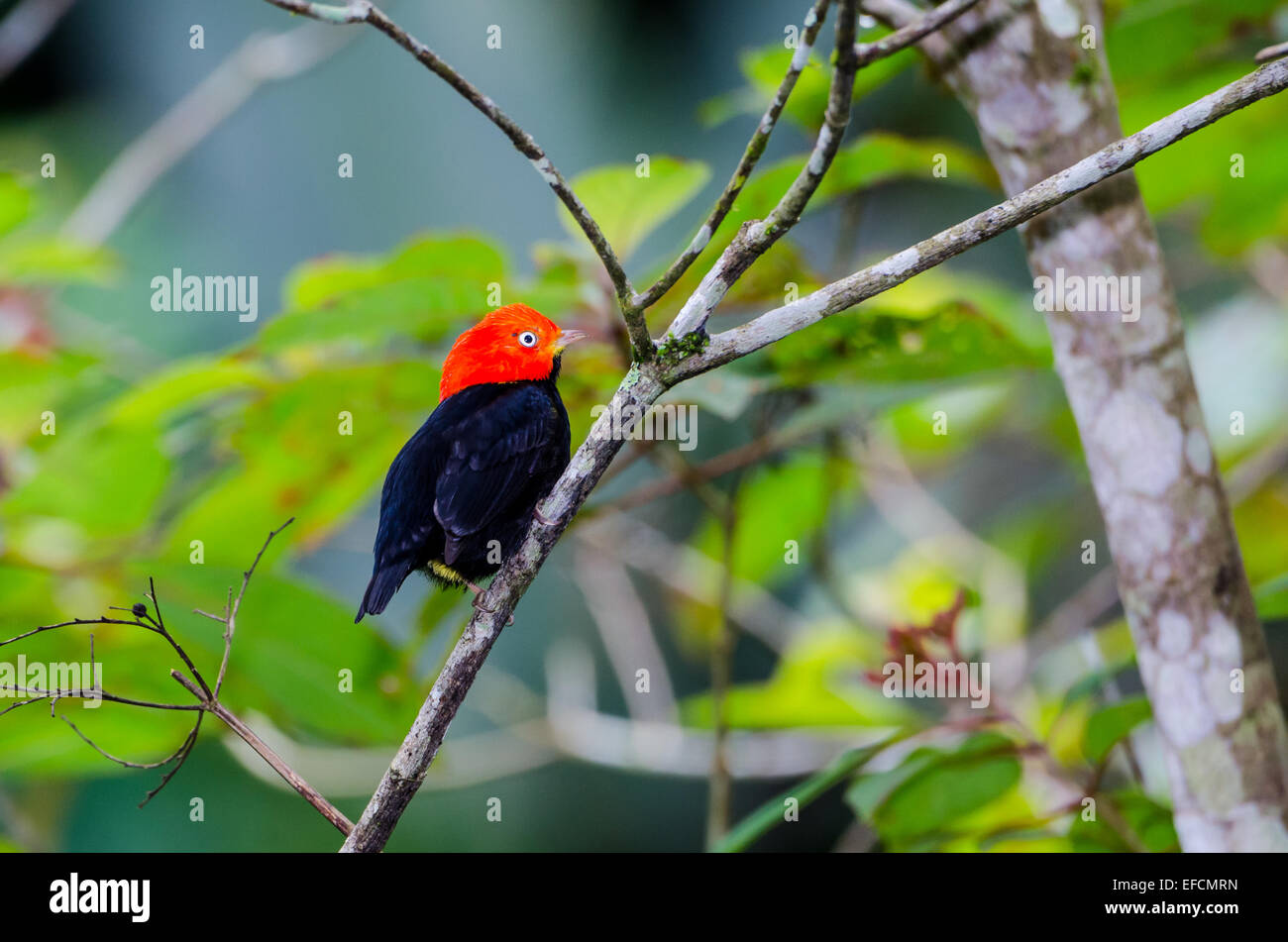 Red capped manakin hi-res stock photography and images - Alamy