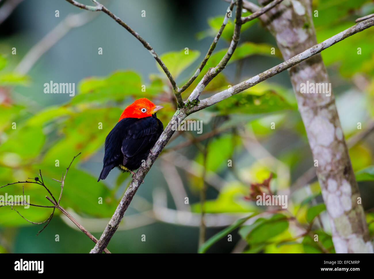 A male Red-capped Manakin (Ceratopipra mentalis). Belize, Central ...