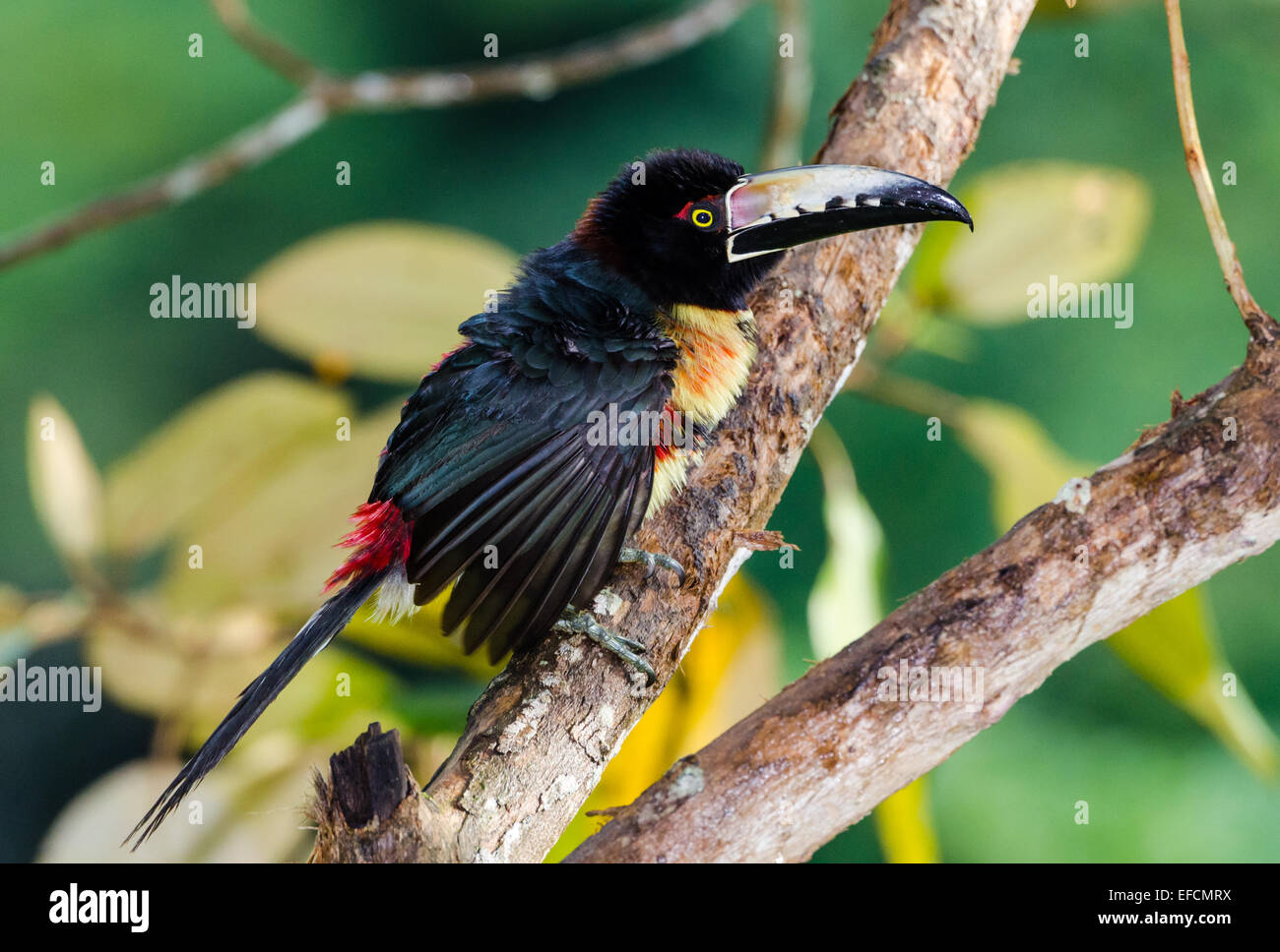 Collared Aracari (Pteroglossus torquatus) on a branch. Belize, Central ...