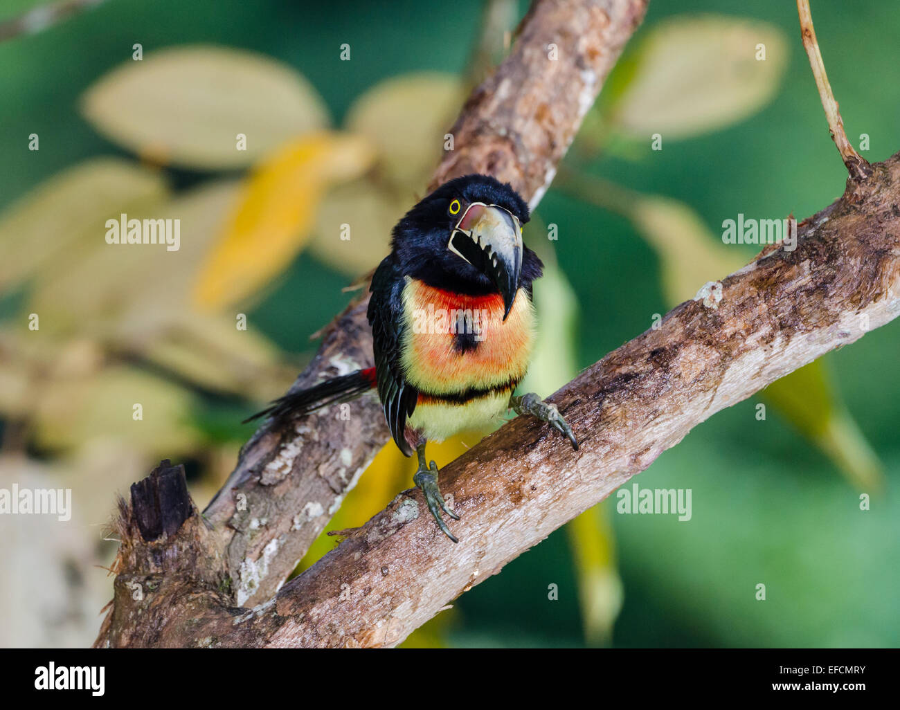 Collared Aracari (Pteroglossus torquatus) on a branch. Belize, Central ...
