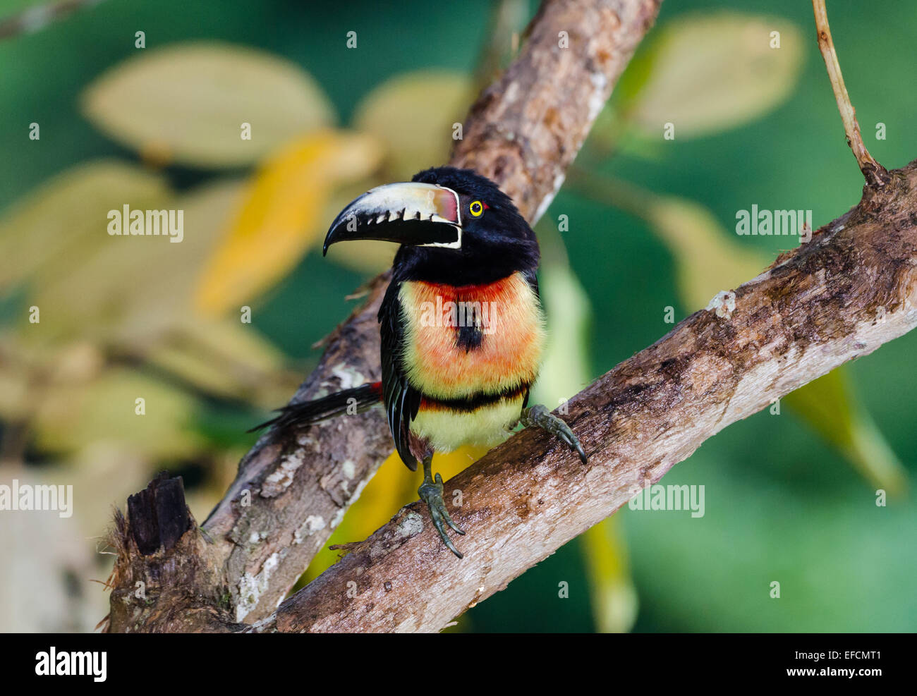 Collared Aracari (Pteroglossus torquatus) on a branch. Belize, Central ...