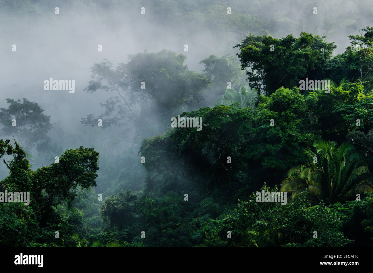 Morning mist rising from tropical rain forest. Belize, Central America ...