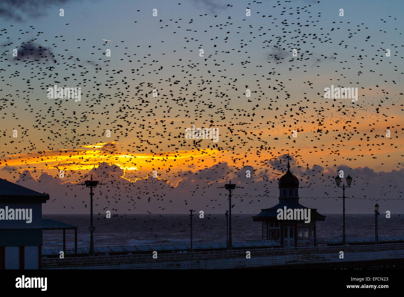 Starling murmuration, birds in flight flying at Blackpool, Lancashire ...