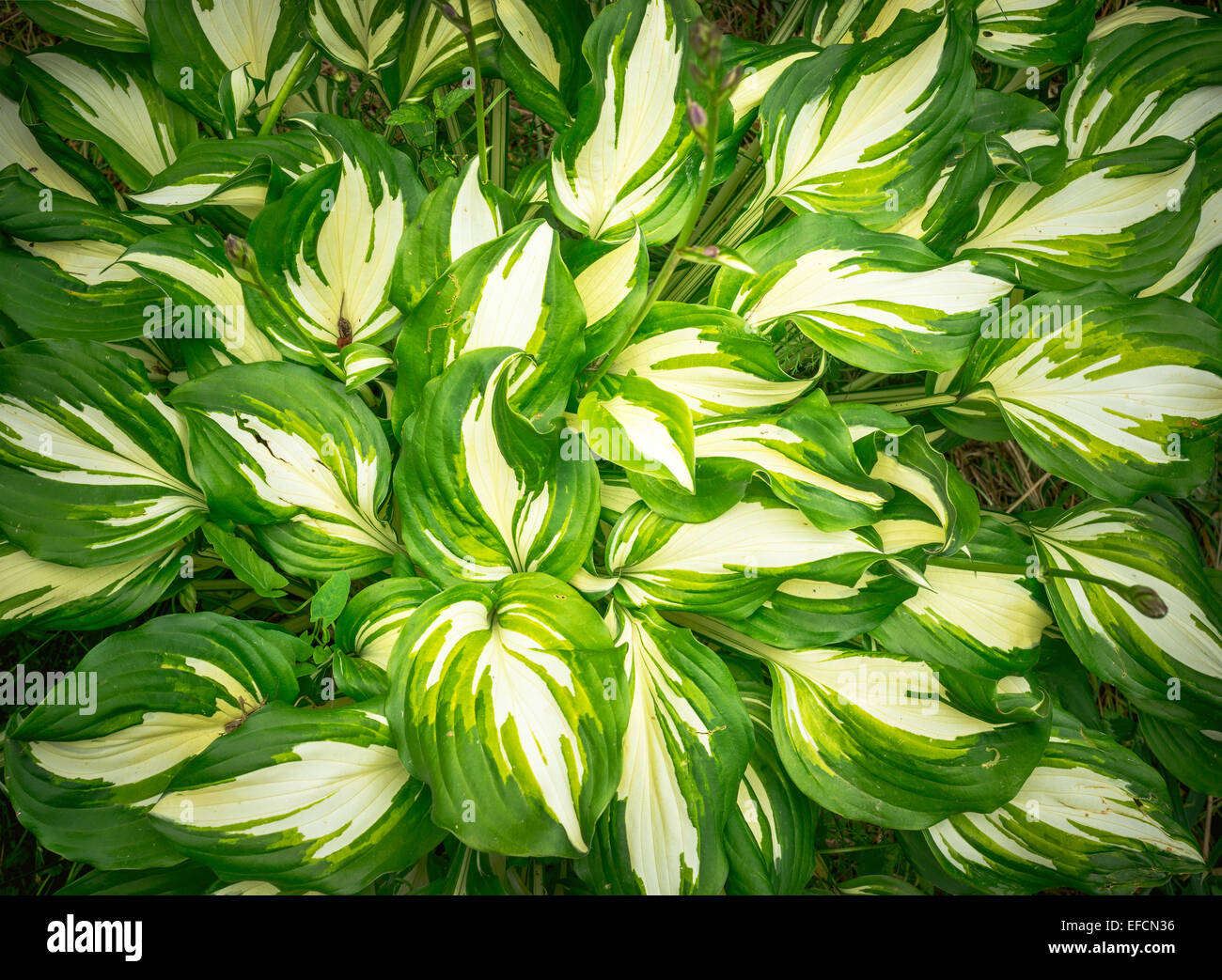 Striped green hosta leaves hi-res stock photography and images - Alamy