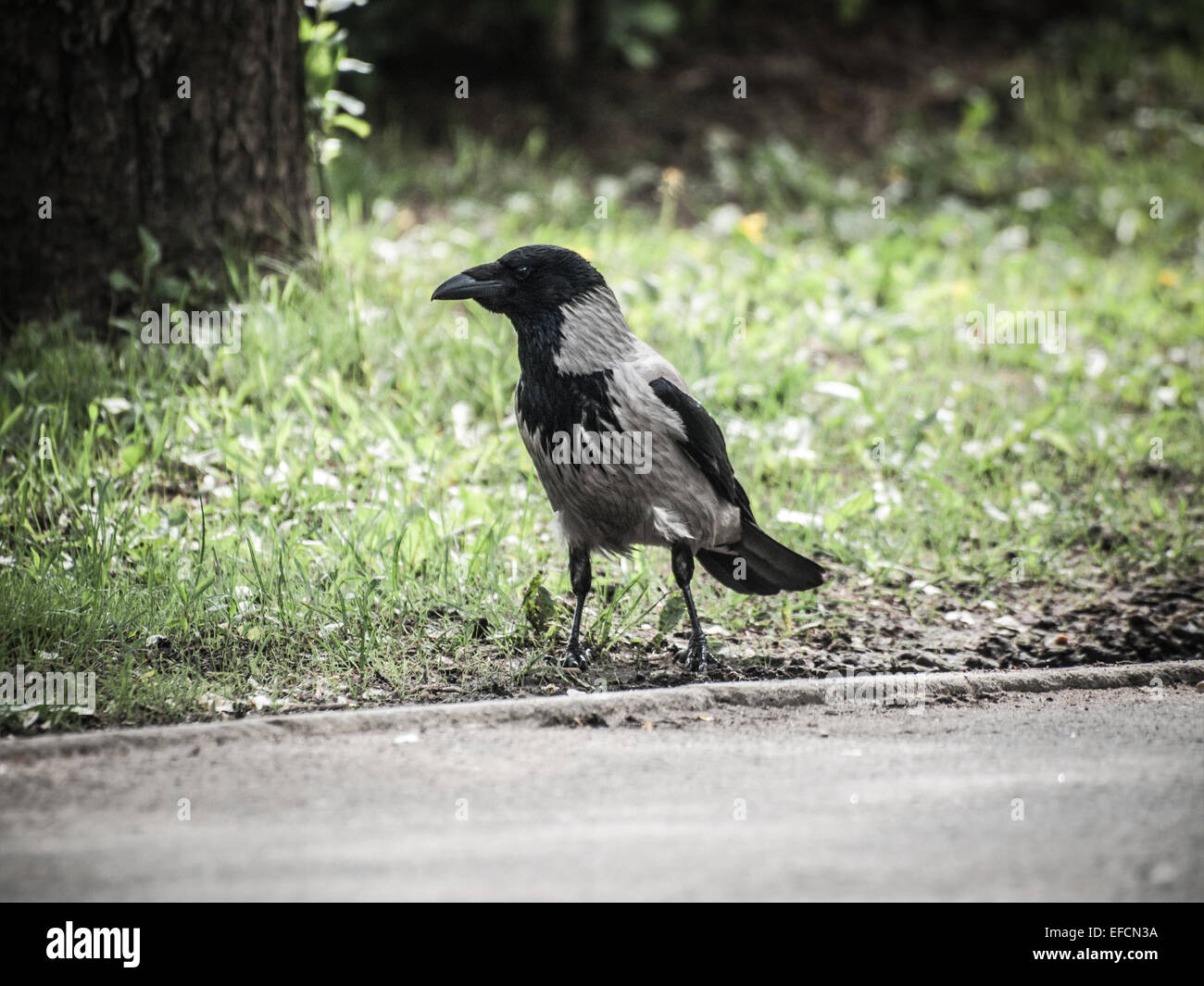 the gray crow Stock Photo - Alamy