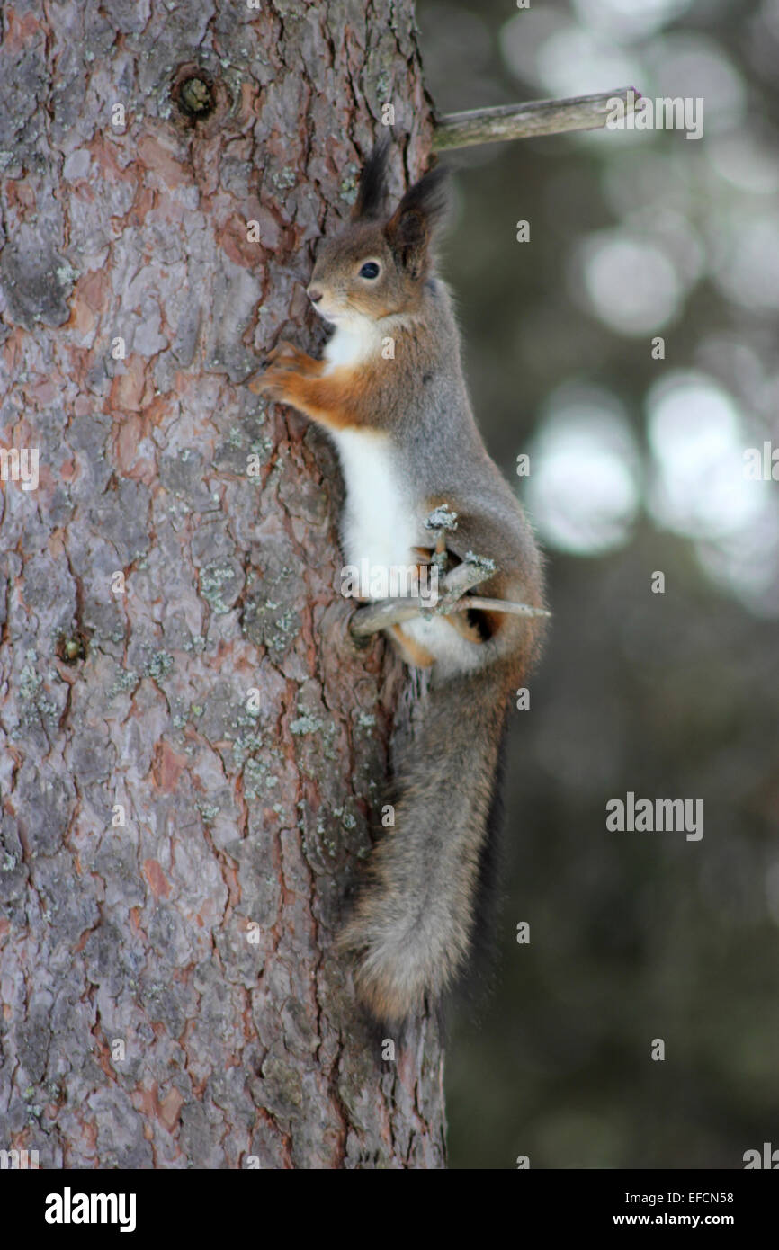 A squirrel on a tree Stock Photo - Alamy