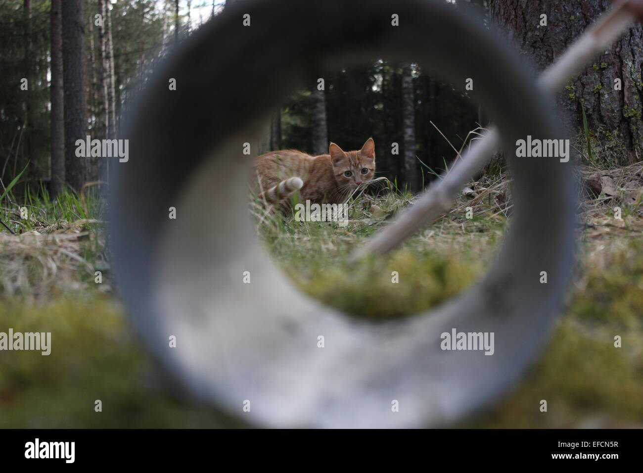 A hunting cat Stock Photo - Alamy