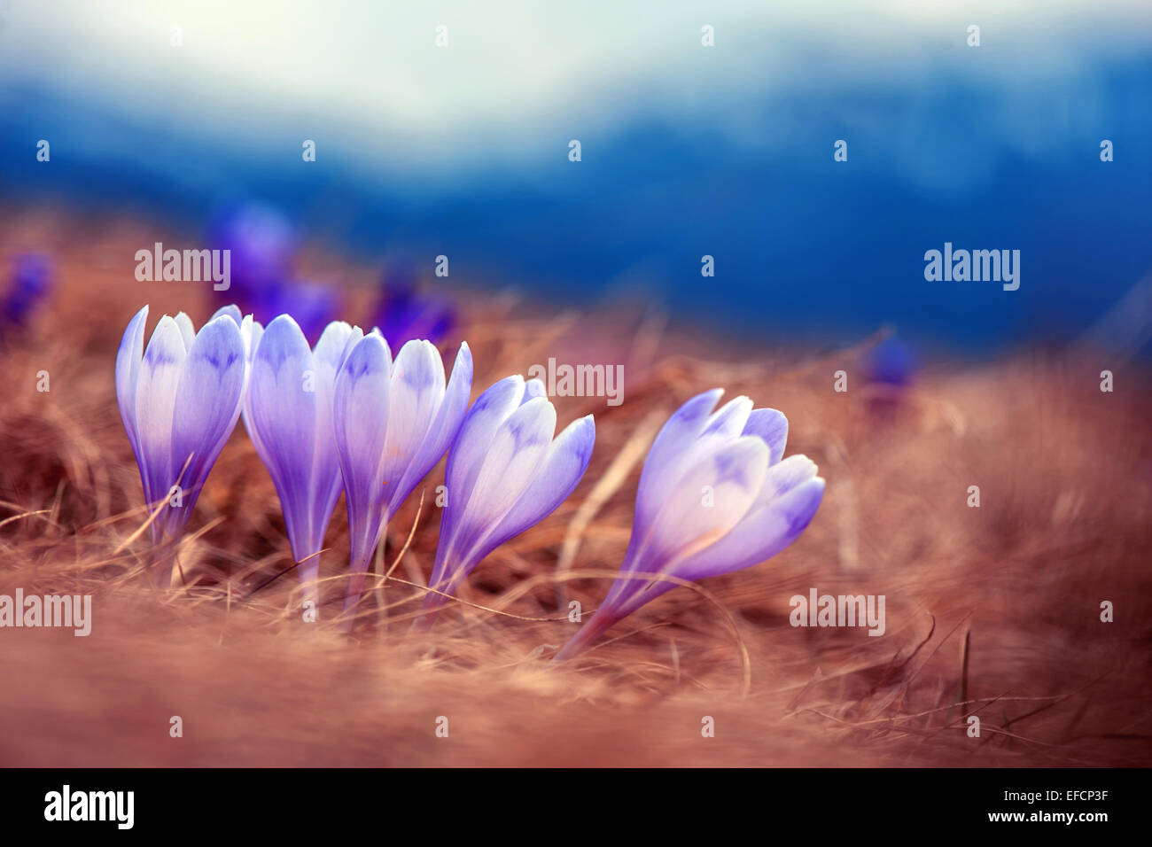 spring flower crocus close up Stock Photo - Alamy
