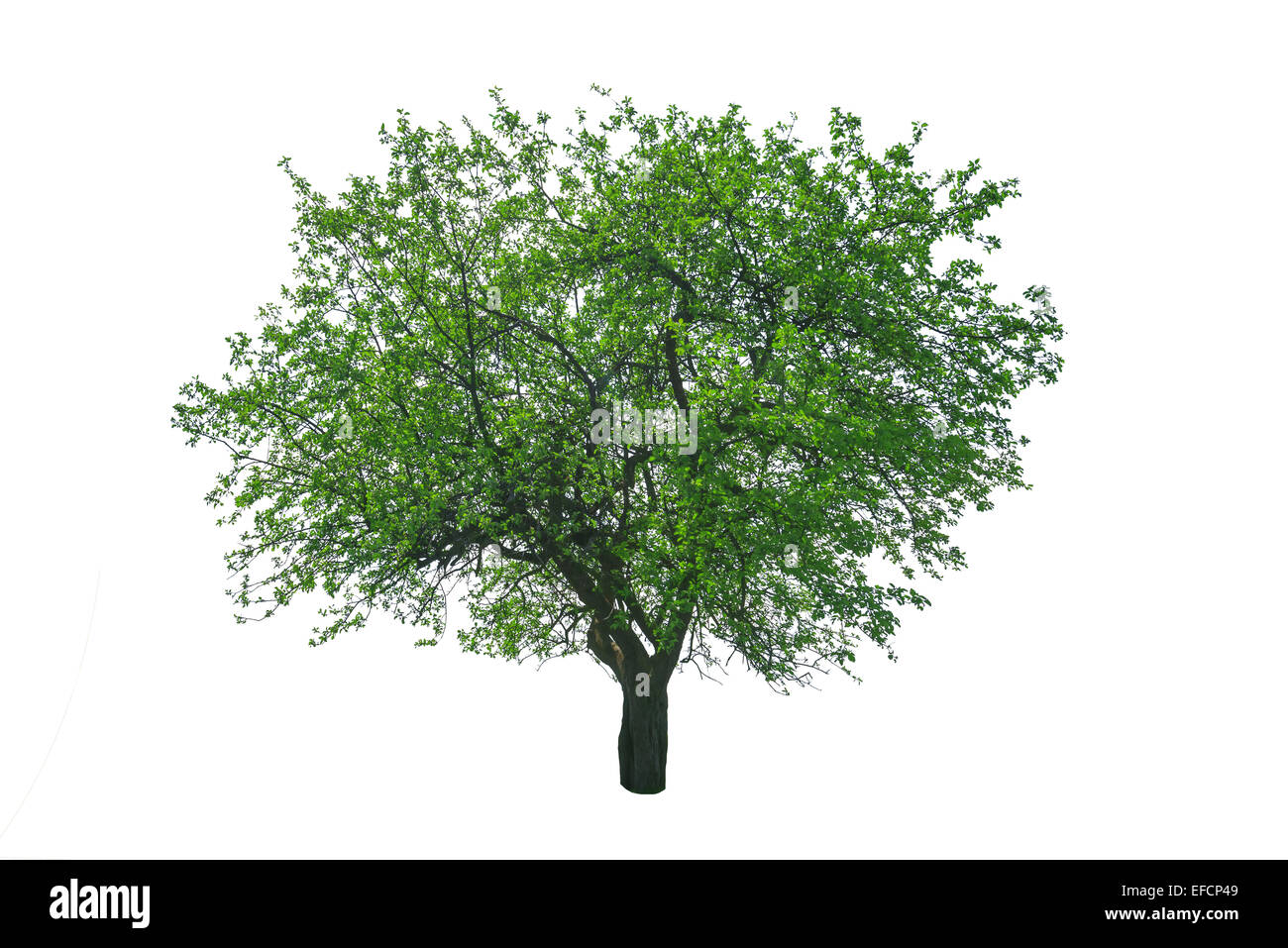 green tree isolated on white Stock Photo - Alamy