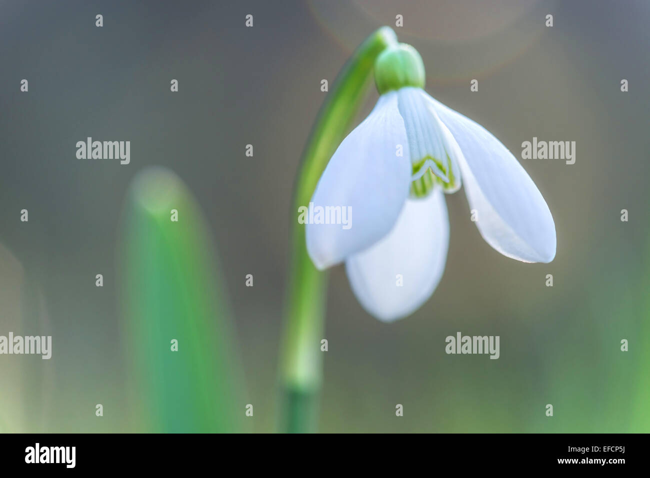 snowdrop on spring forest closeup Stock Photo - Alamy