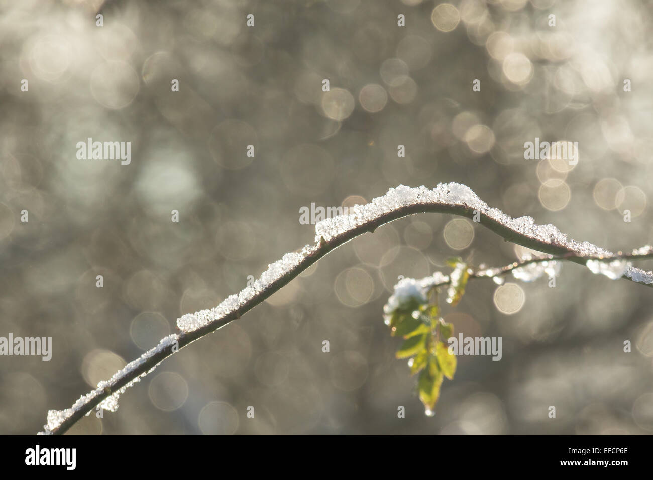Melting snow on a branch in a forest with soft morning sunlight Stock ...