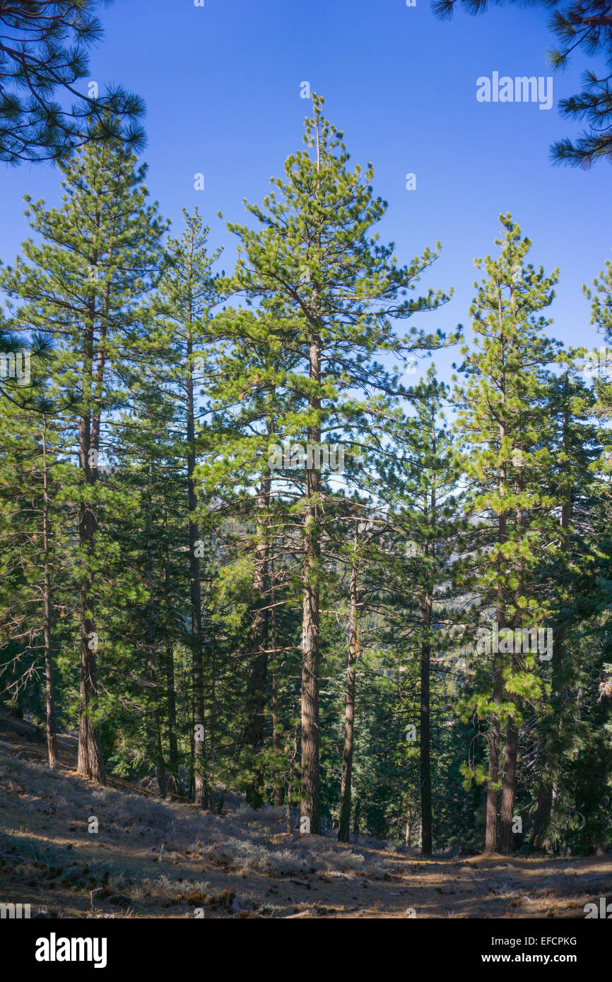 Southern California Pine Trees