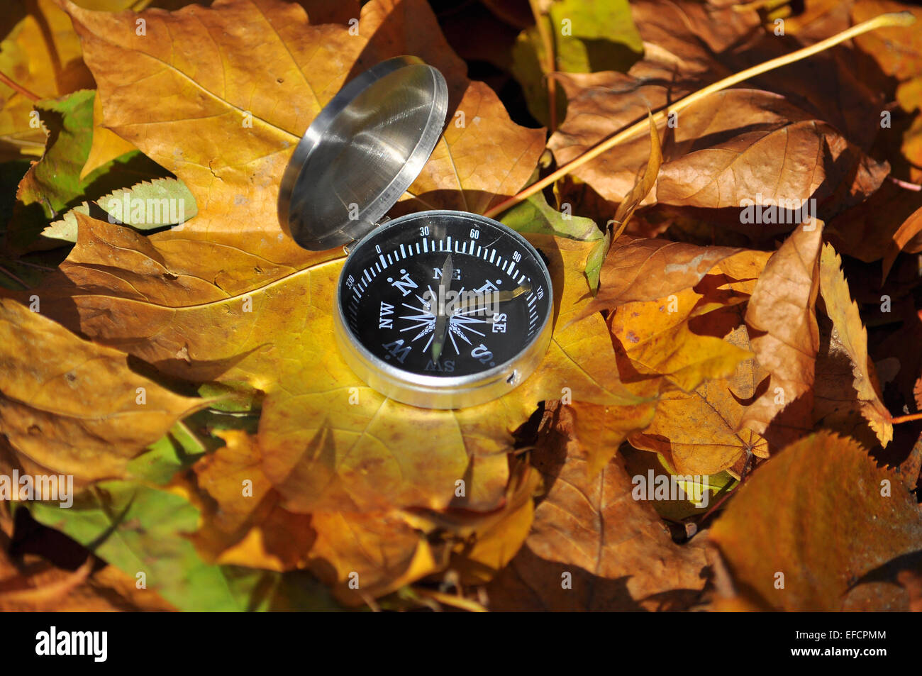 Compass on fallen leaves. Autumn in the Park compass rests on the ...