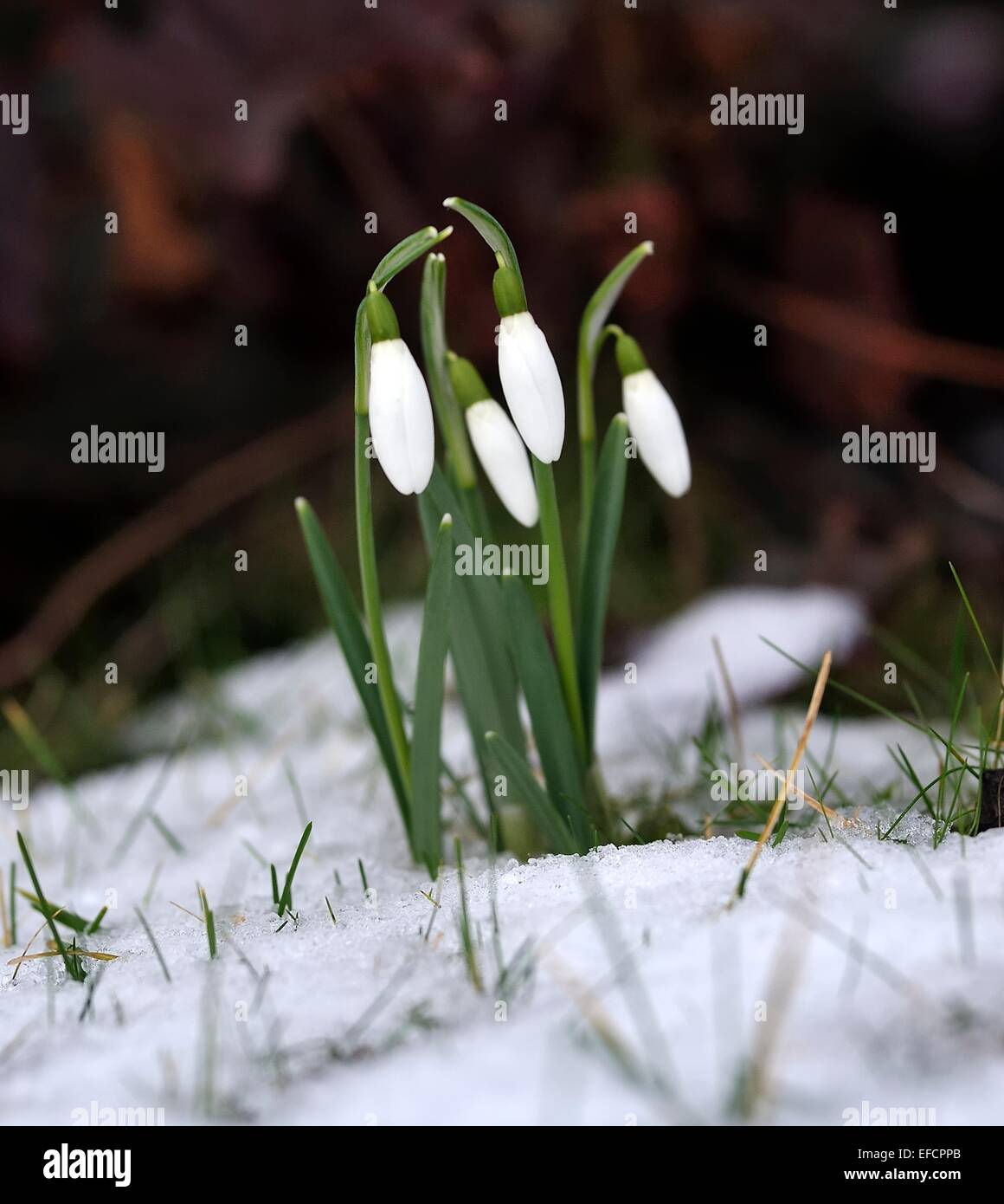 Snow Drops in the snow Stock Photo - Alamy