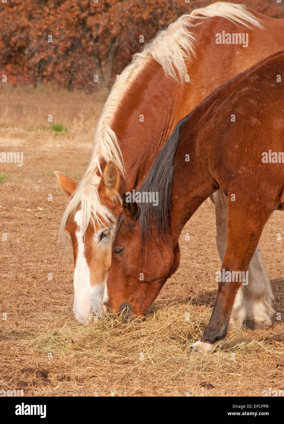 Two horses sharing their hay in dry fall pasture Stock Photo - Alamy