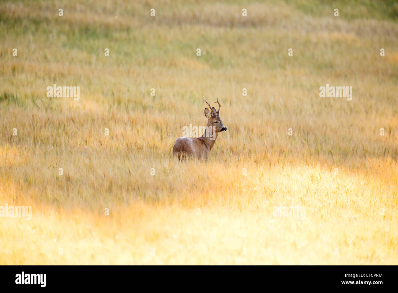 Roebuck capreolus capreolus in the forest hi-res stock photography and ...