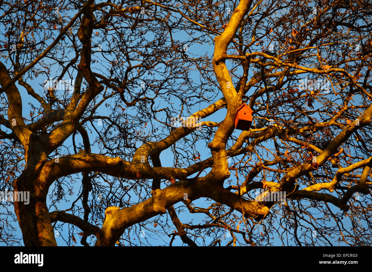 Leafless sycamore tree branches with bird house Stock Photo - Alamy