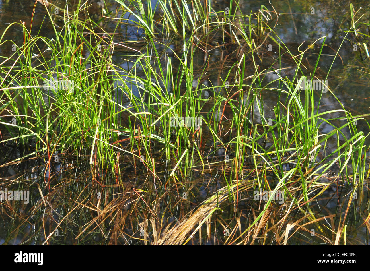 Russia, Yakutia. Juicy green grass is reflected in the clear water ...
