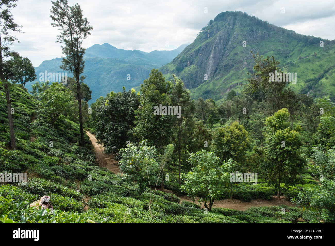 tea leaves at tea estate plantation with Adam's Peak in background at ...