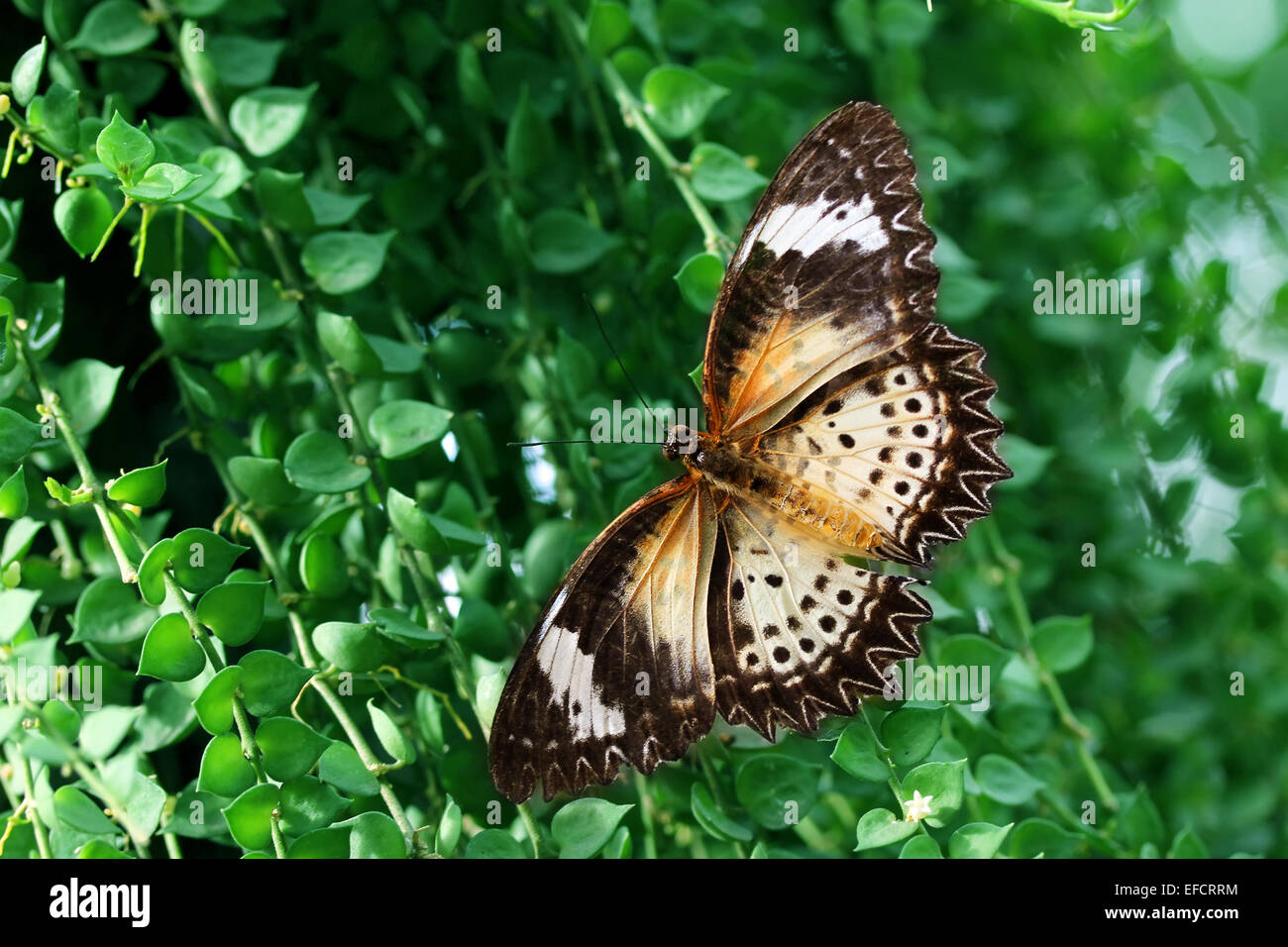 Beautiful butterfly in the natural Stock Photo - Alamy