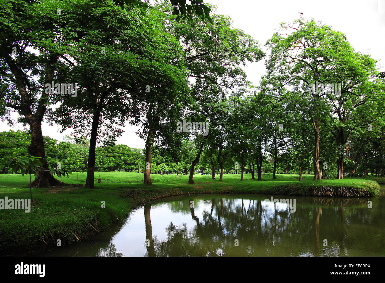 Green tree in the park Stock Photo - Alamy