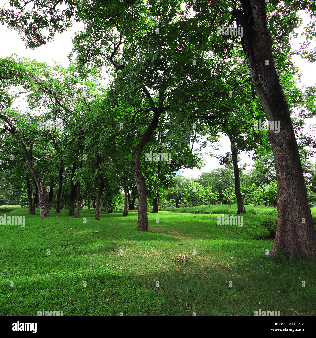 Green tree in the park Stock Photo - Alamy
