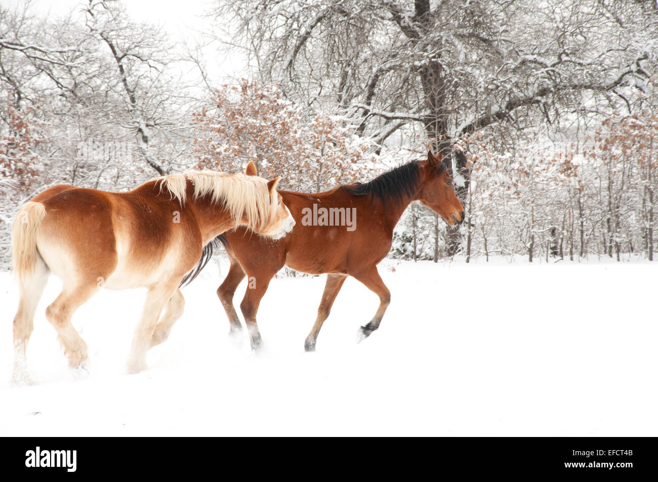 Horses running in snow hi-res stock photography and images - Alamy