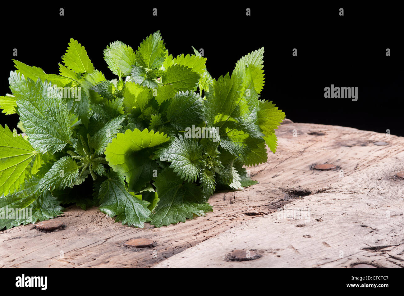 a bunch of fresh nettles, used in alternative medicine Stock Photo - Alamy